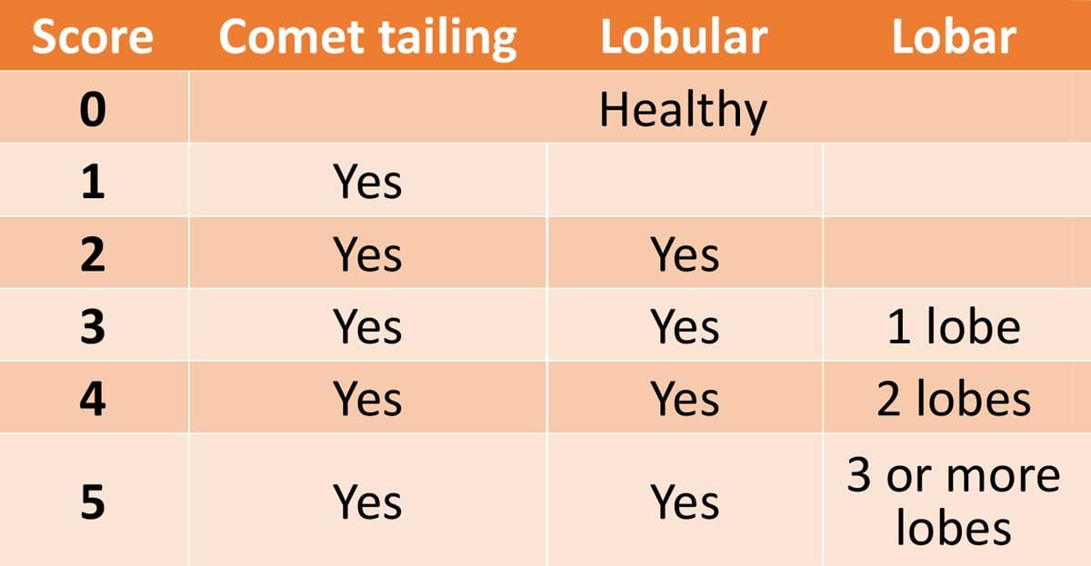 Thoracic Ultrasound in Calves